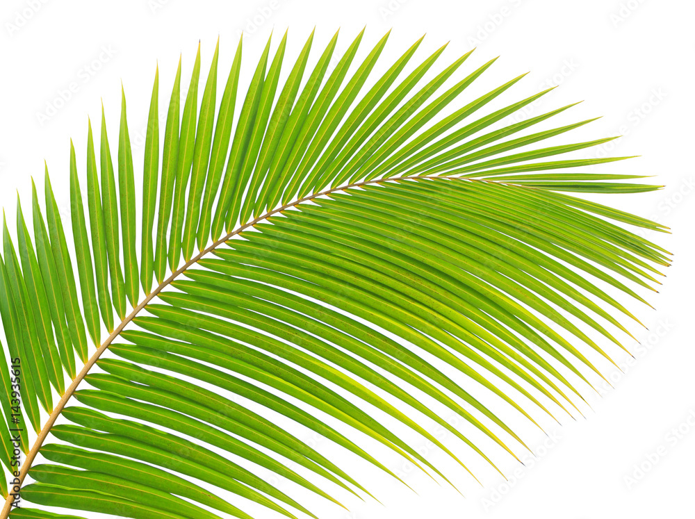 Coconut leaf isolated Stock Photo | Adobe Stock