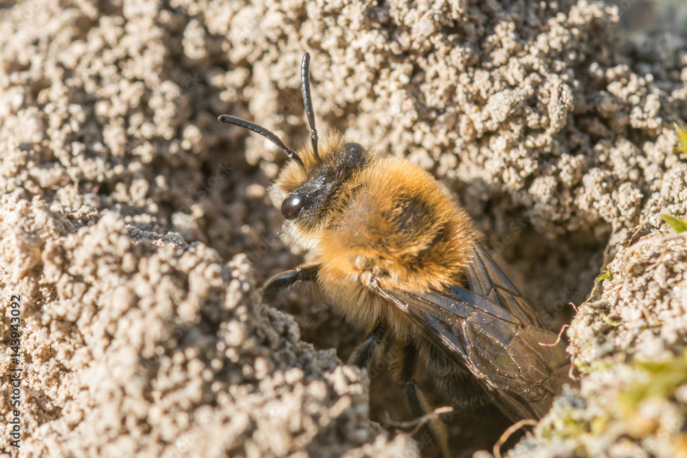 Einzelnes Erdbienen Weibchen in ihrem Loch am Boden Stock-Foto | Adobe ...