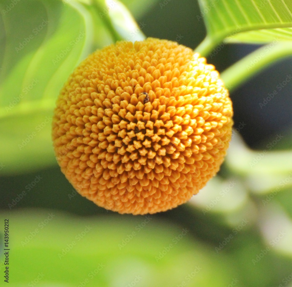Neolamarckia cadamba, with English common names burflower-tree, laran ...