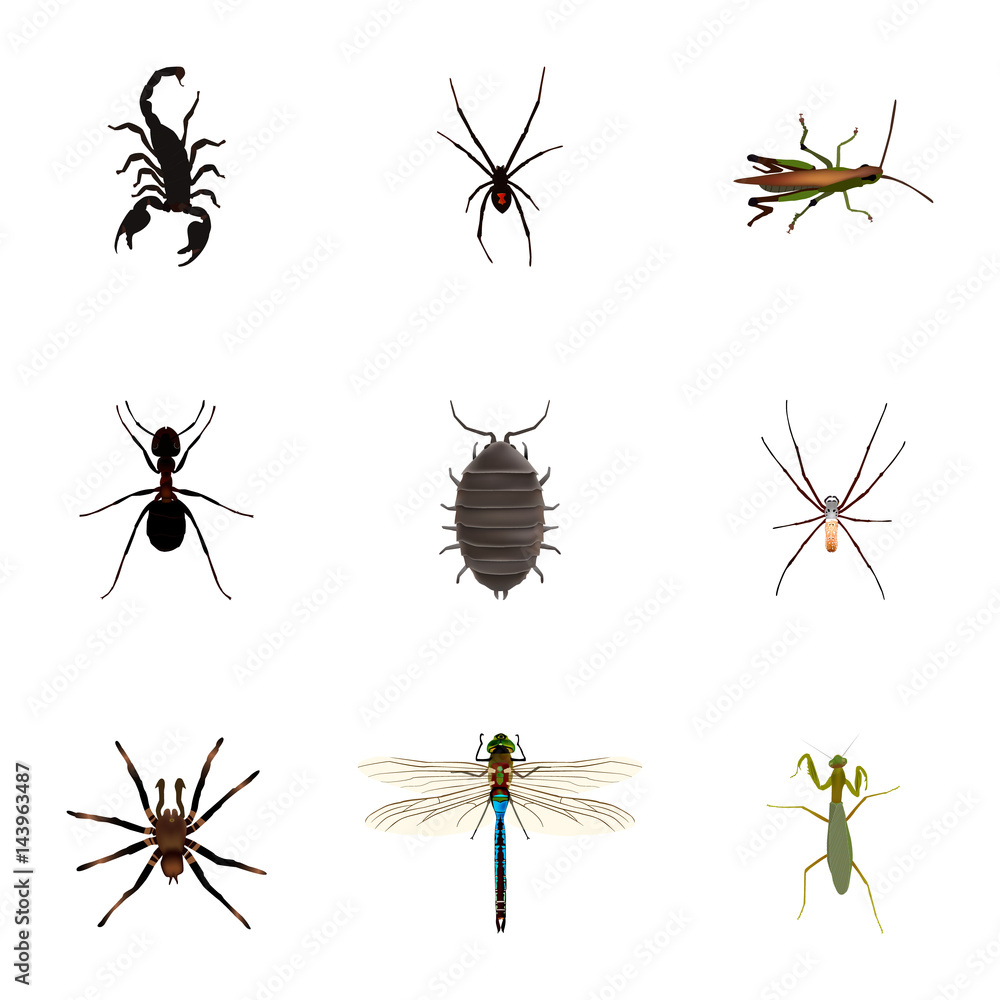 Realistic Locust, Grasshopper, Spider And Other Vector Elements. Set Of ...