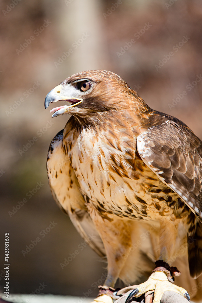 Brid Stock Photo | Adobe Stock