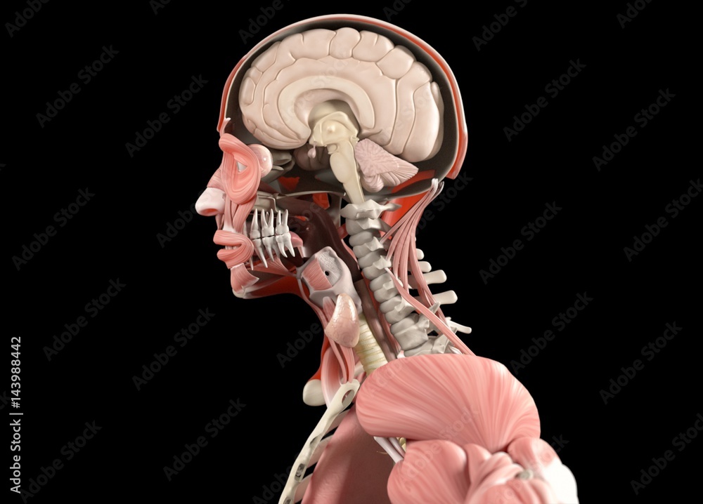 Anatomy head brain half, half head. 3D illustration. Stock Illustration ...