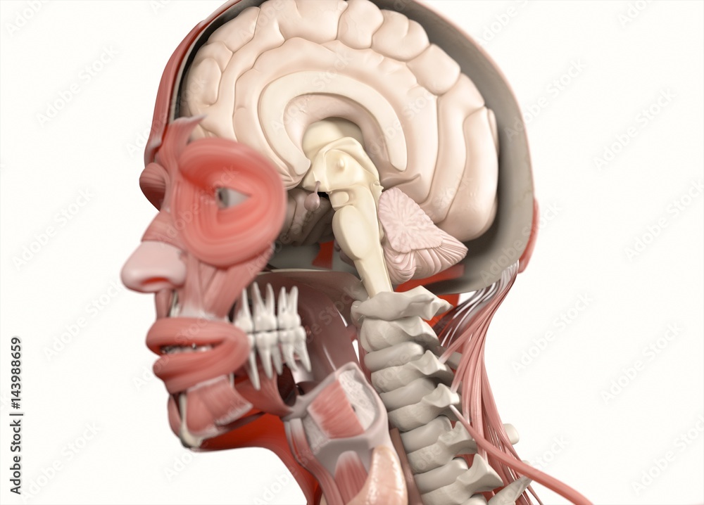 Anatomy head brain half, half head. 3D illustration. Stock Illustration ...