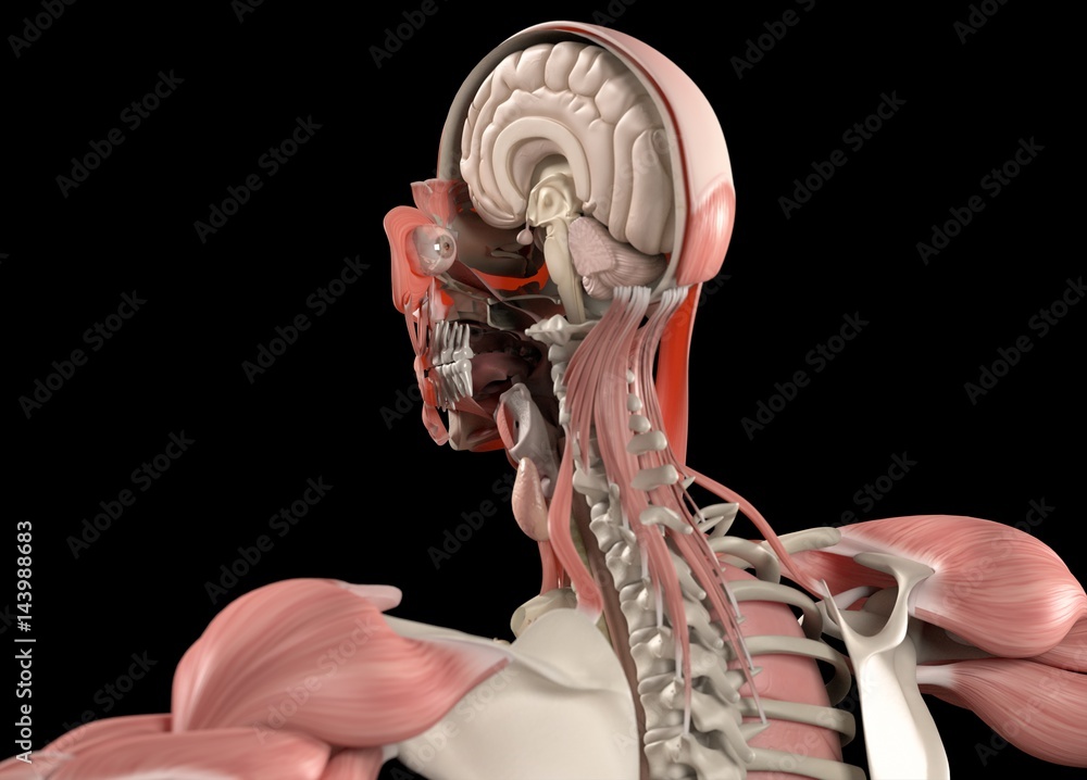 Anatomy head brain half, half head. 3D illustration. Stock Illustration ...