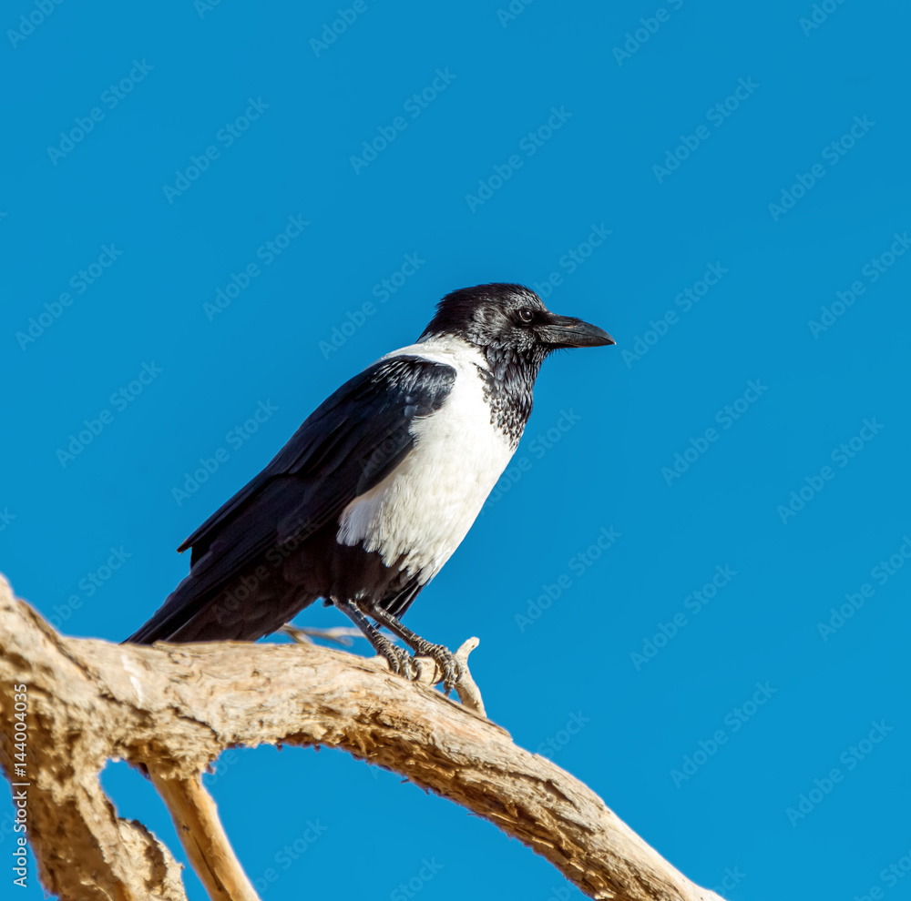 Lonely raven sitting on top of the tree in Sossusvlei plato of the ...