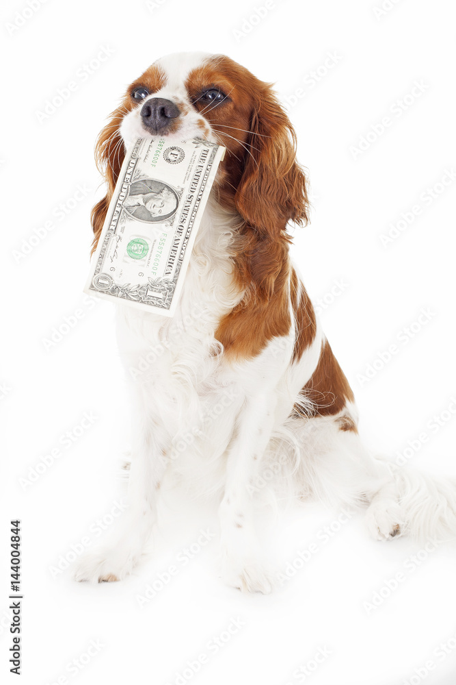 Dog with money. Cute puppy with dollar bill. Stock Photo | Adobe Stock