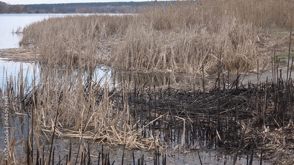 Dried grass near the water. On the riverside grow tall dry grass. River ...