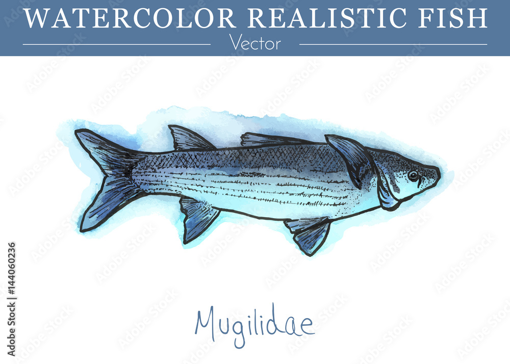 Hand painted watercolor fish isolated on white background. Mugilidae ...