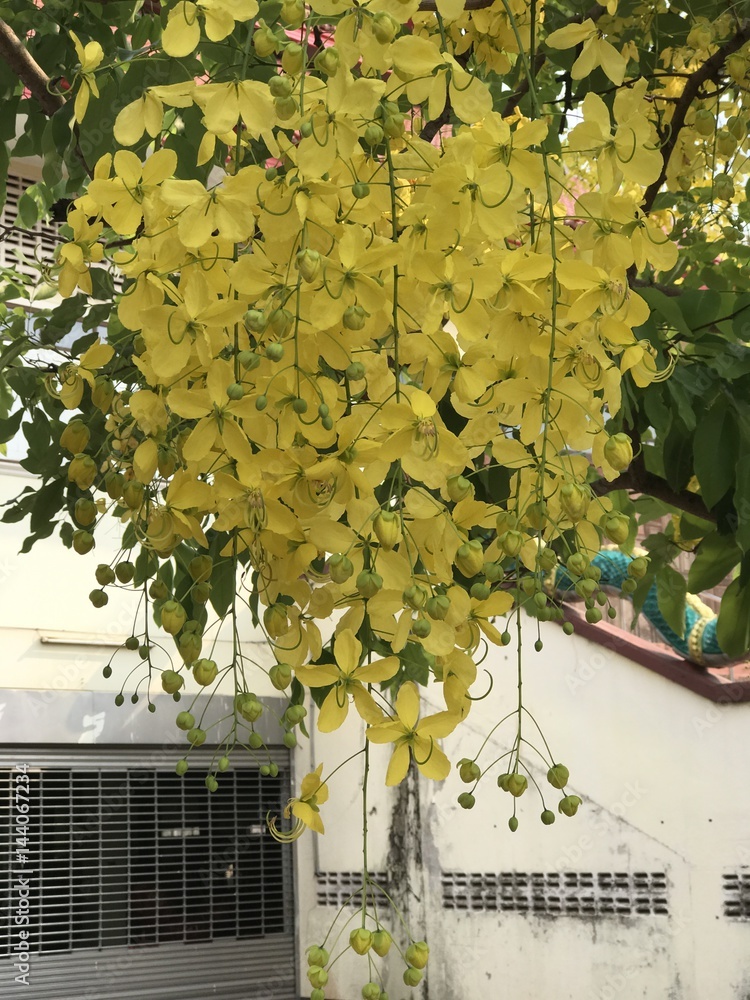 Cassia fistula or Golden rain tree or Canafistula or Golden shower tree or Ratchaphruek flower ...