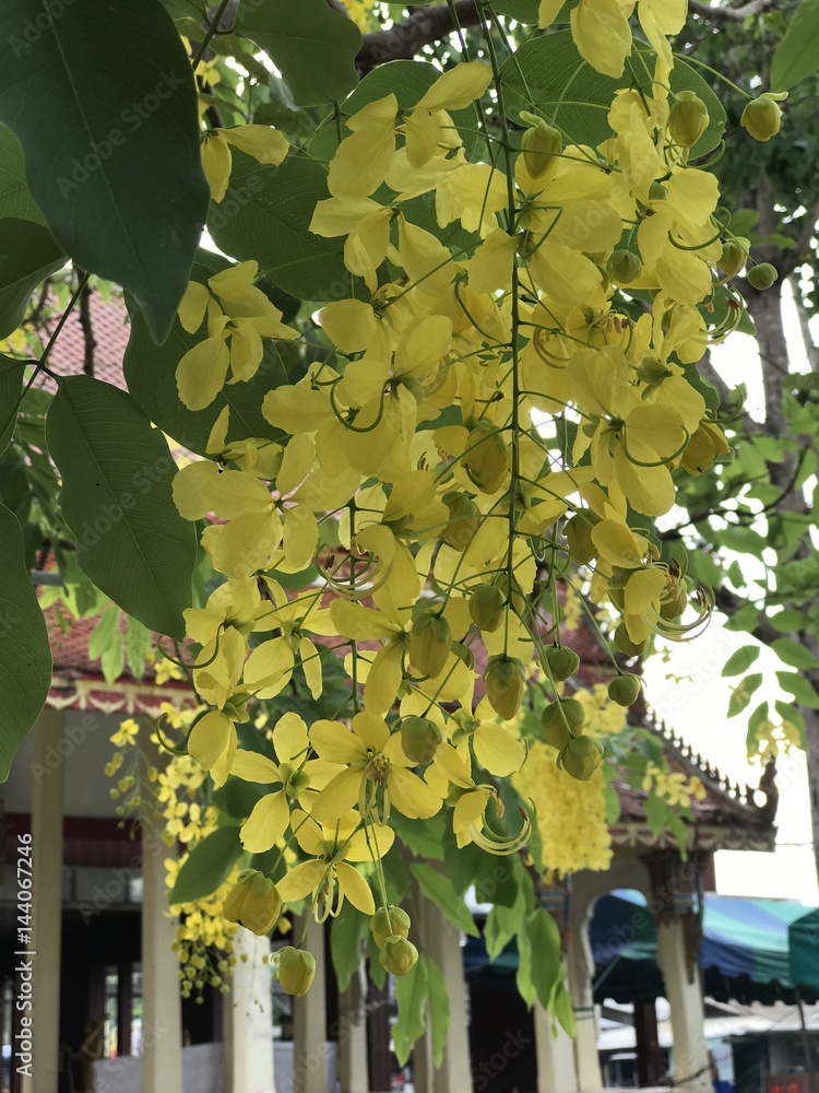 Foto de Cassia fistula or Golden rain tree or Canafistula or Golden shower tree or Ratchaphruek ...