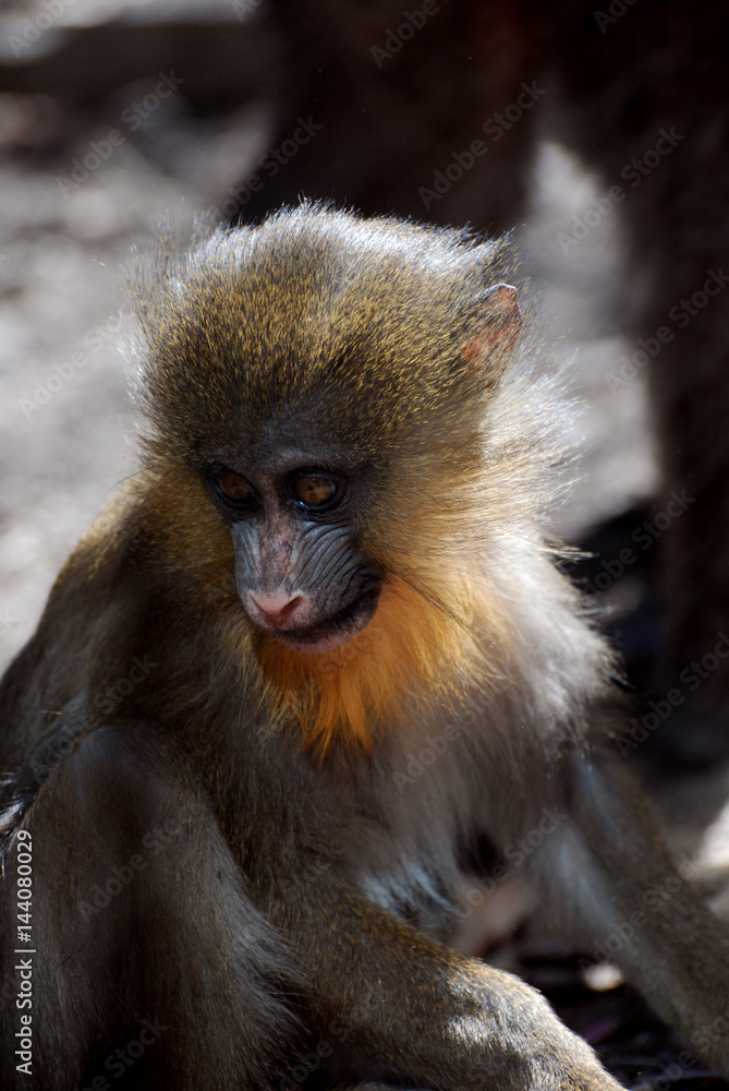 Baby Mandrill Baboon