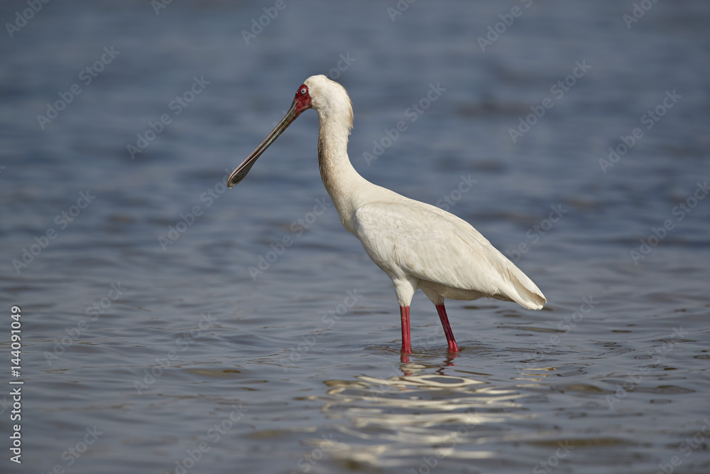African spoonbill (Platalea alba), Selous Game Reserve, Tanzania Stock ...