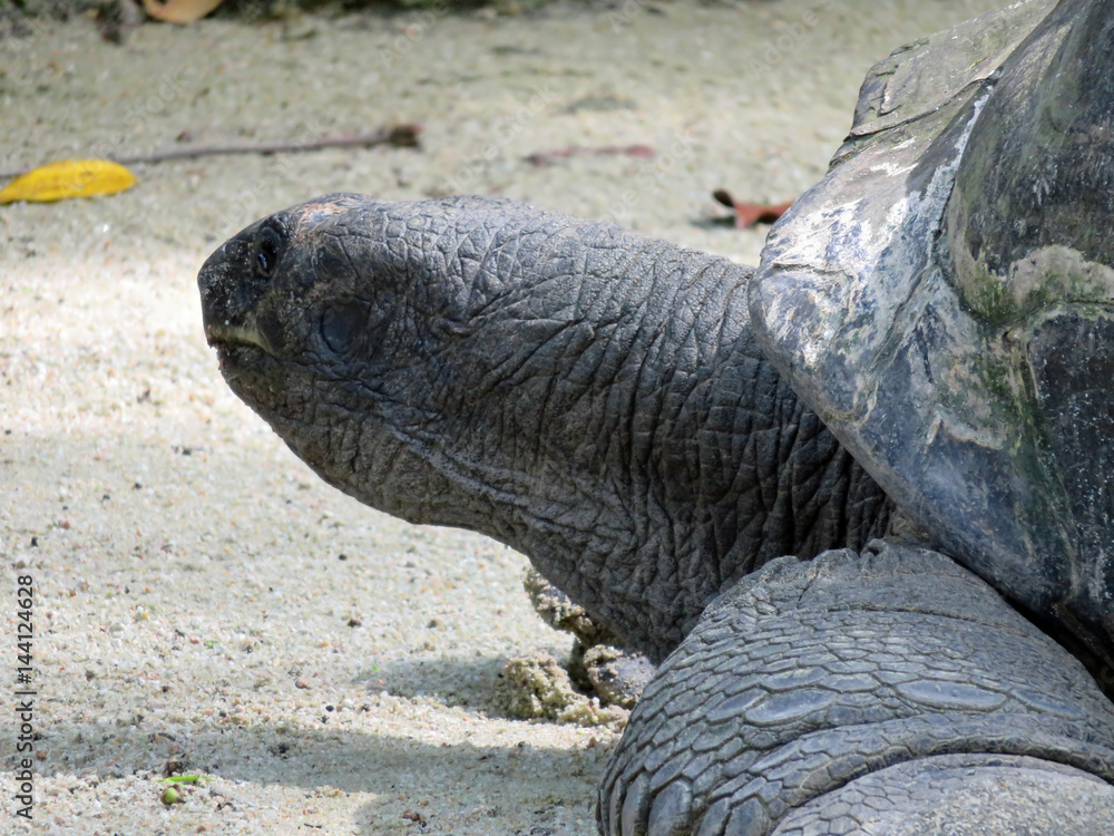 Aldabra giant tortoise, the second largest species of tortoises on ...