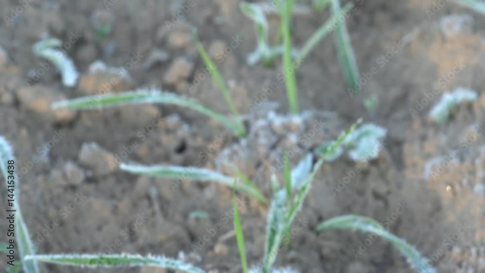 frosted winter grain crop in field. First cold autumn time. 4K Stock ...