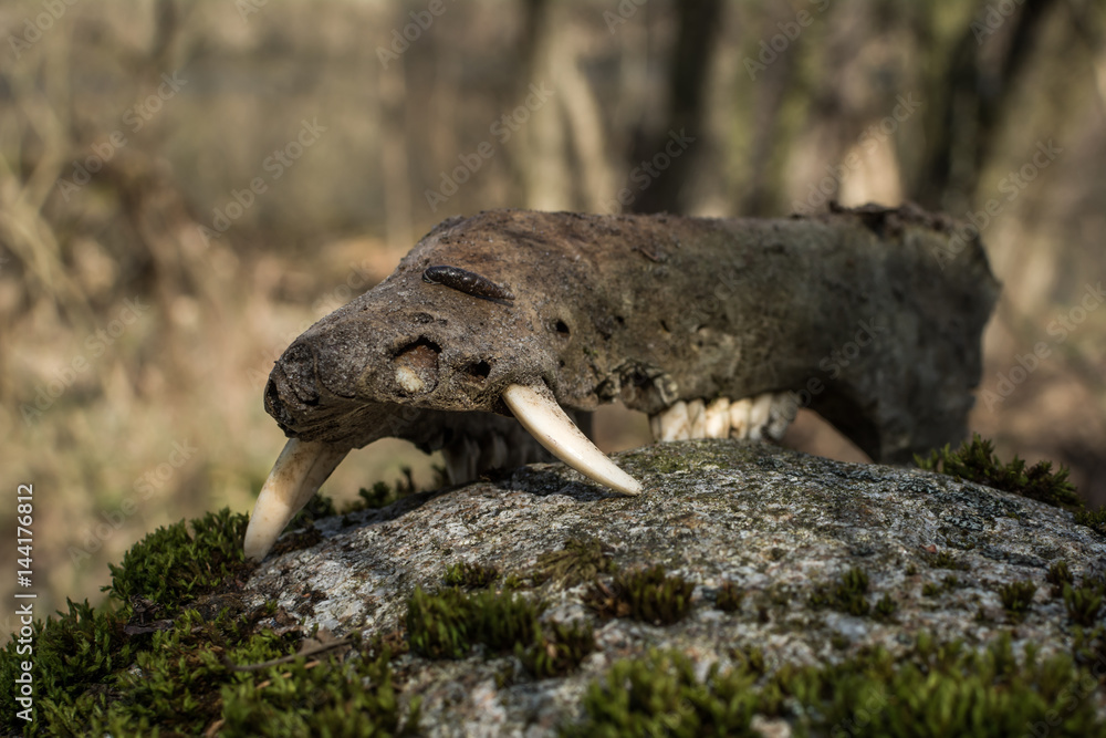 Creepy decayed skull on mossy stone - Radunia River Nature Reserve ...