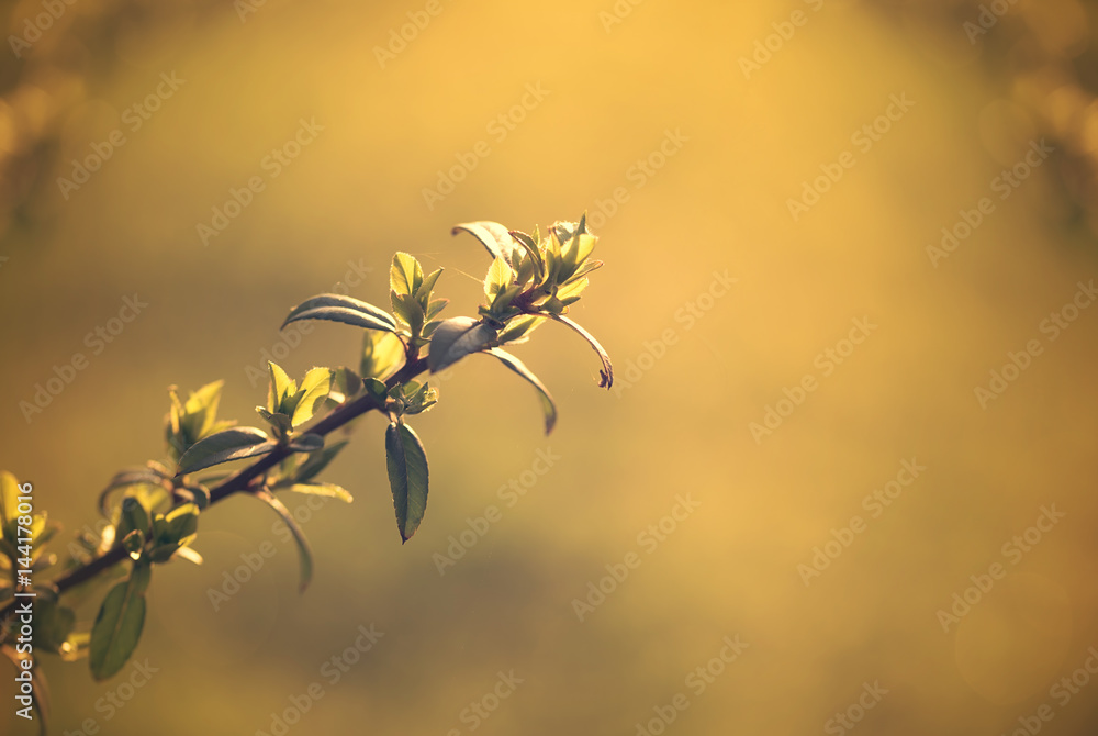 New branch grow in the garden foto de Stock | Adobe Stock