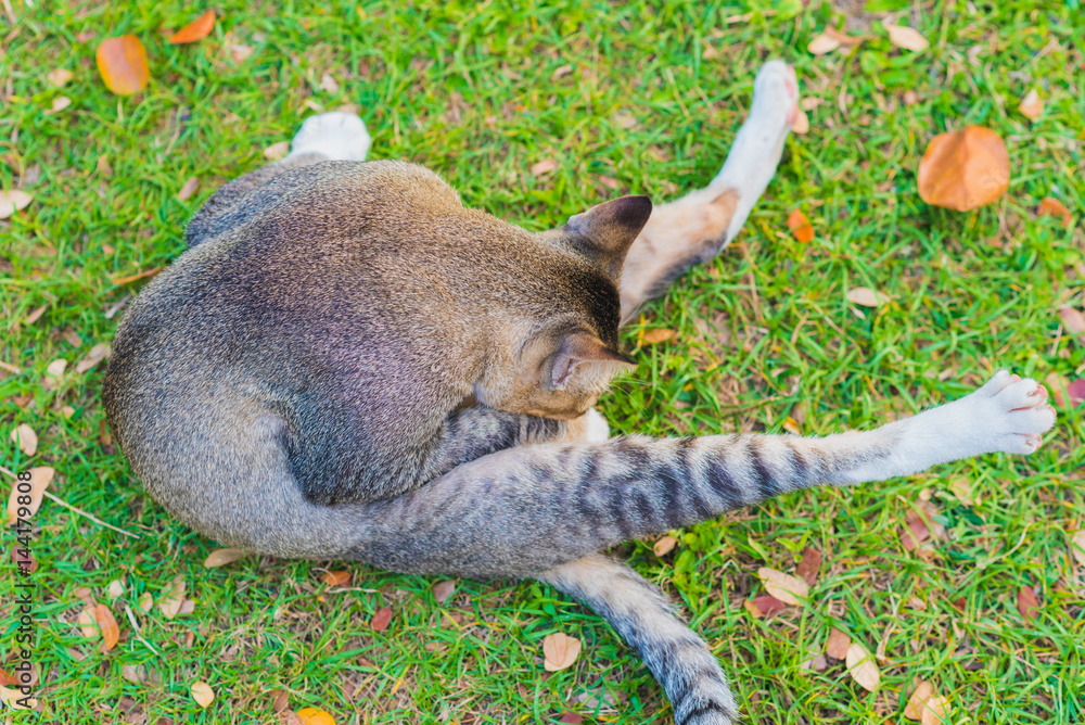 Cat washes its belly and crotch with its tongue sitting on green grass ...