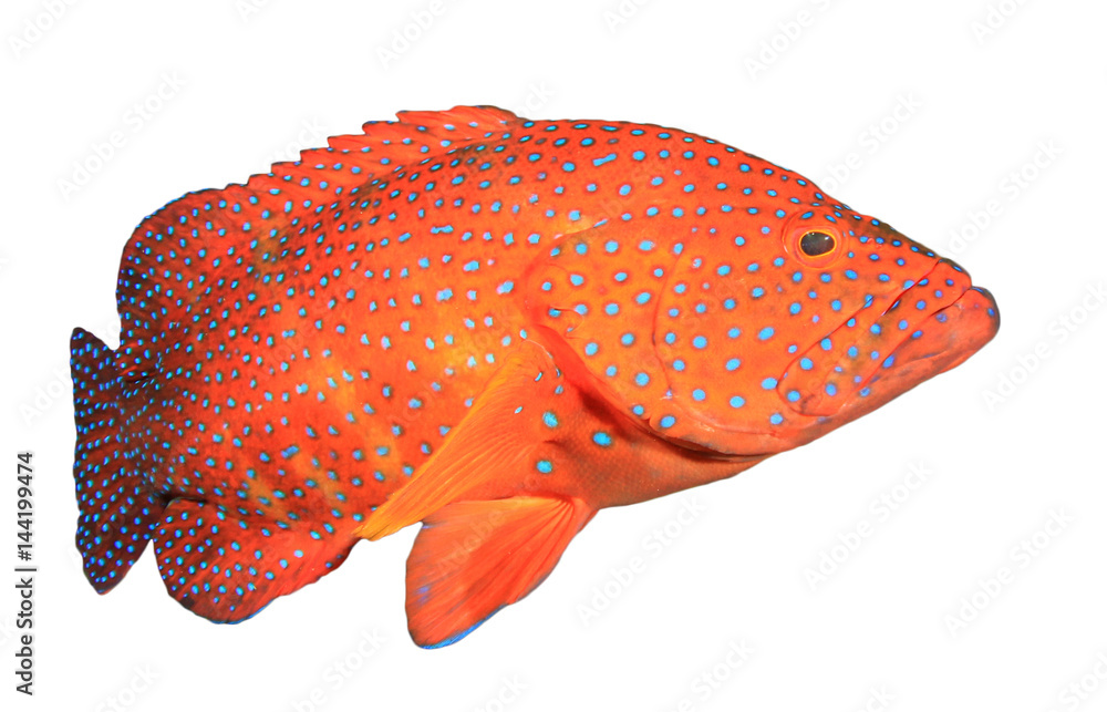 Grouper fish isolated on white background Stock Photo | Adobe Stock