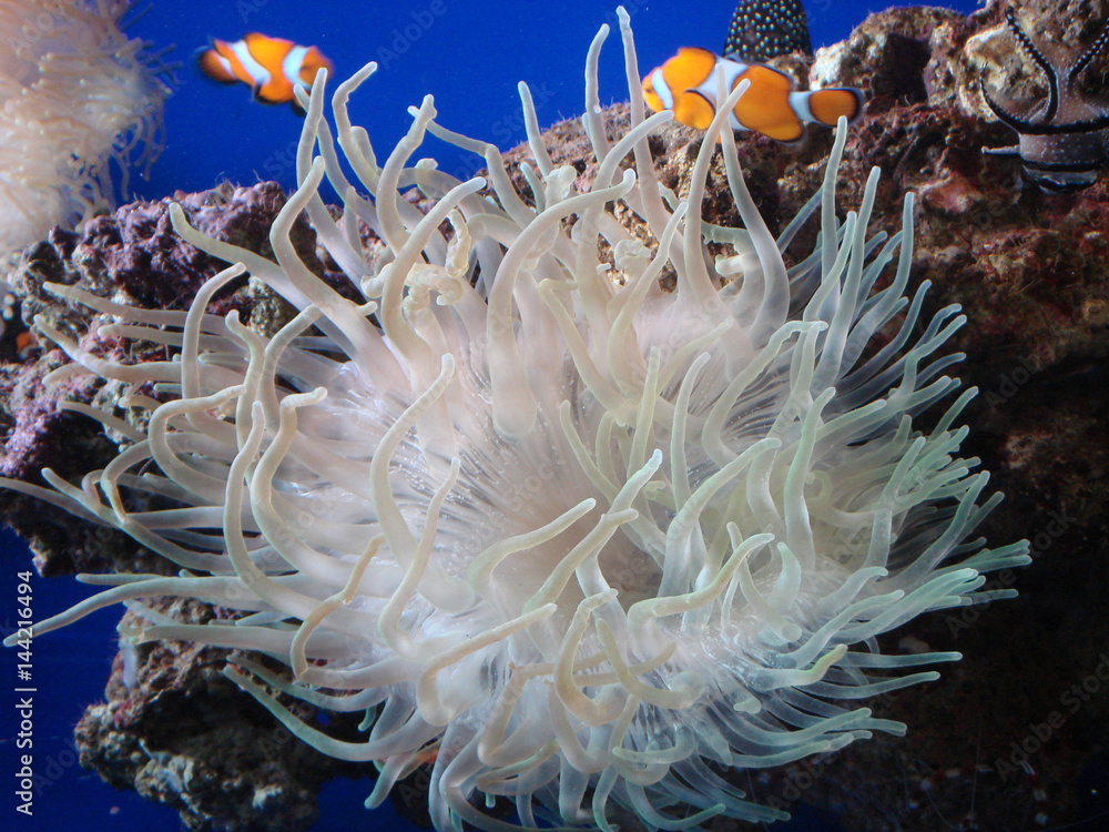 Clear view through a very large marine ornamental: a water tank ...