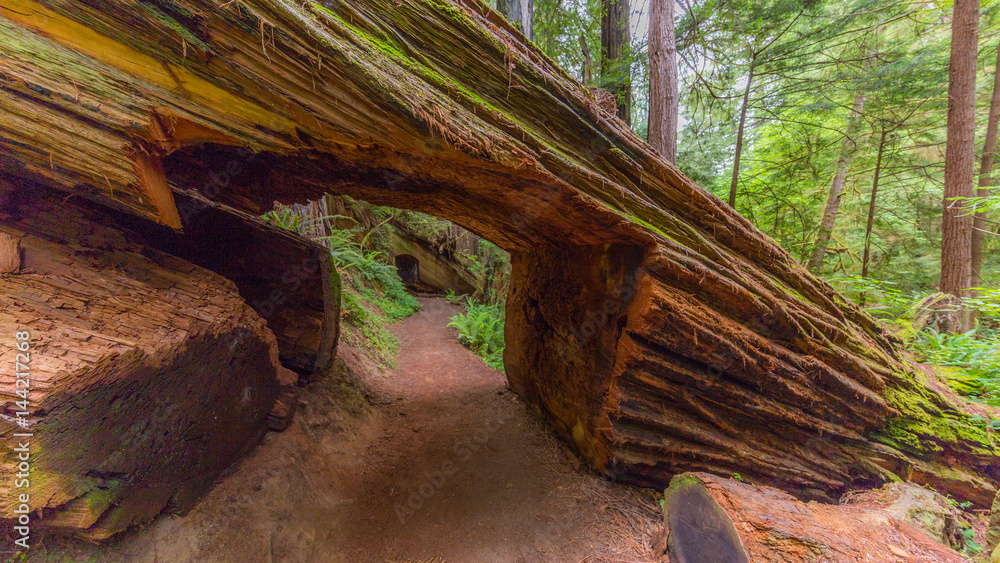 A passage in a huge log of sequoia. Amazing green forest of sequoia ...