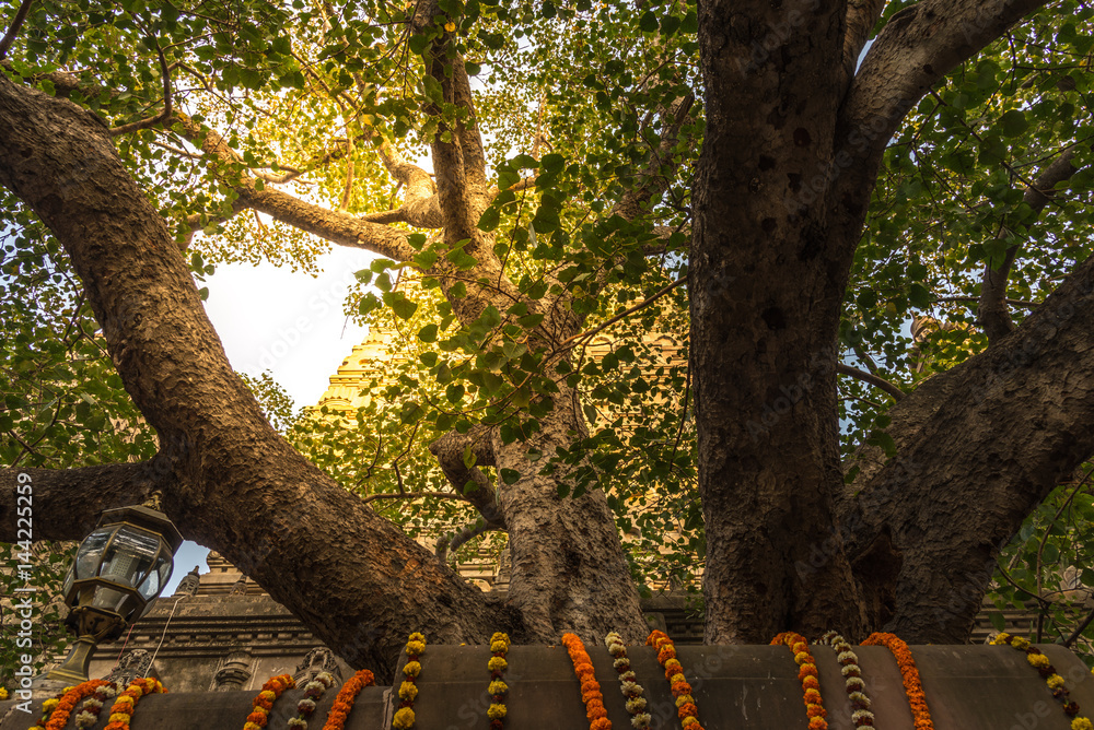 The Bodhi tree with stupa on background, which the Buddha became ...