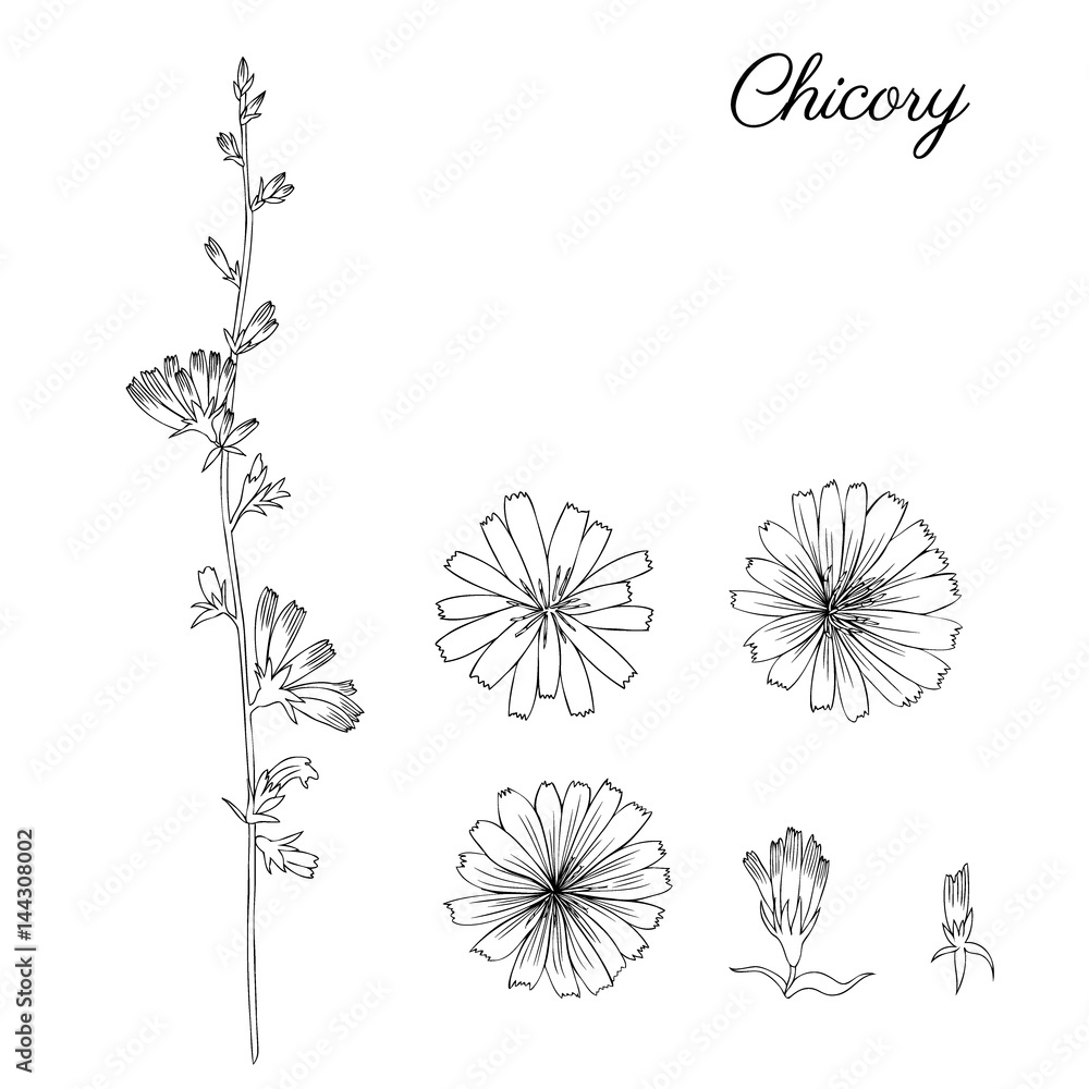Chicory Plant Drawing