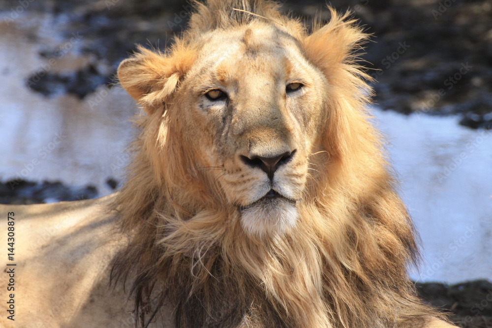 The Asiatic lion (Panthera leo persica), also known as the Indian lion ...