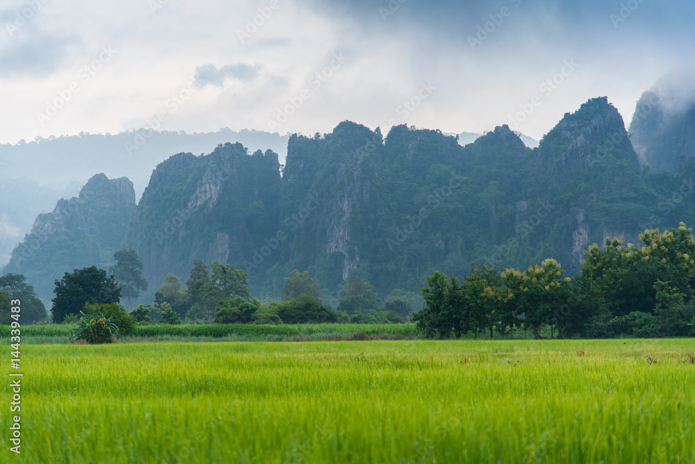 Rice field with mountain background in the moring at Noen Maprang ...