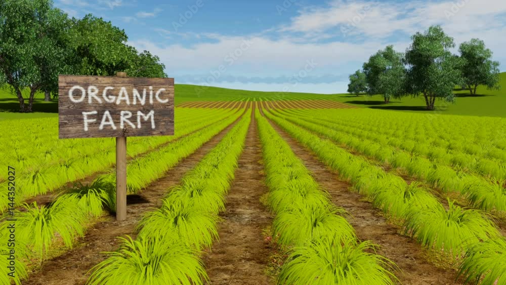 Video „Countryside scenery with wooden sign "Organic Farm" among rows ...