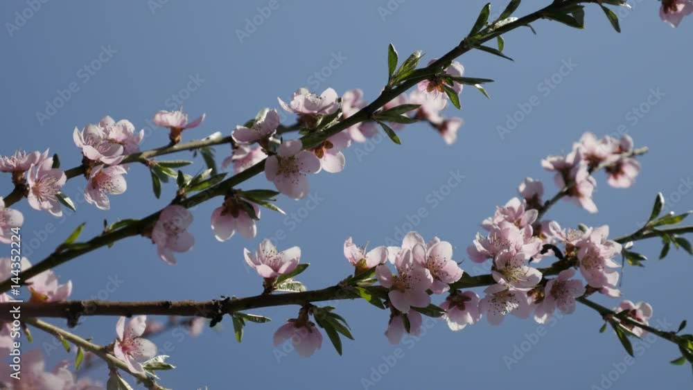 Young deciduous peach fruit tree against blue sky 4K 2160p 30fps ...