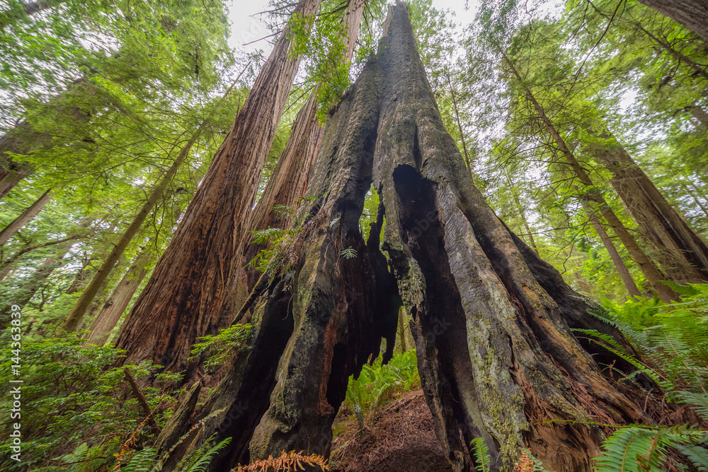 Beautiful texture of bark of old redwood. Amazing green forest of ...