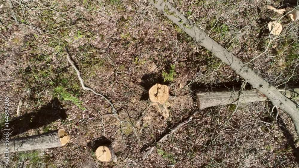 Aerial top down view of destroyed cut forest showing the trunks of ...