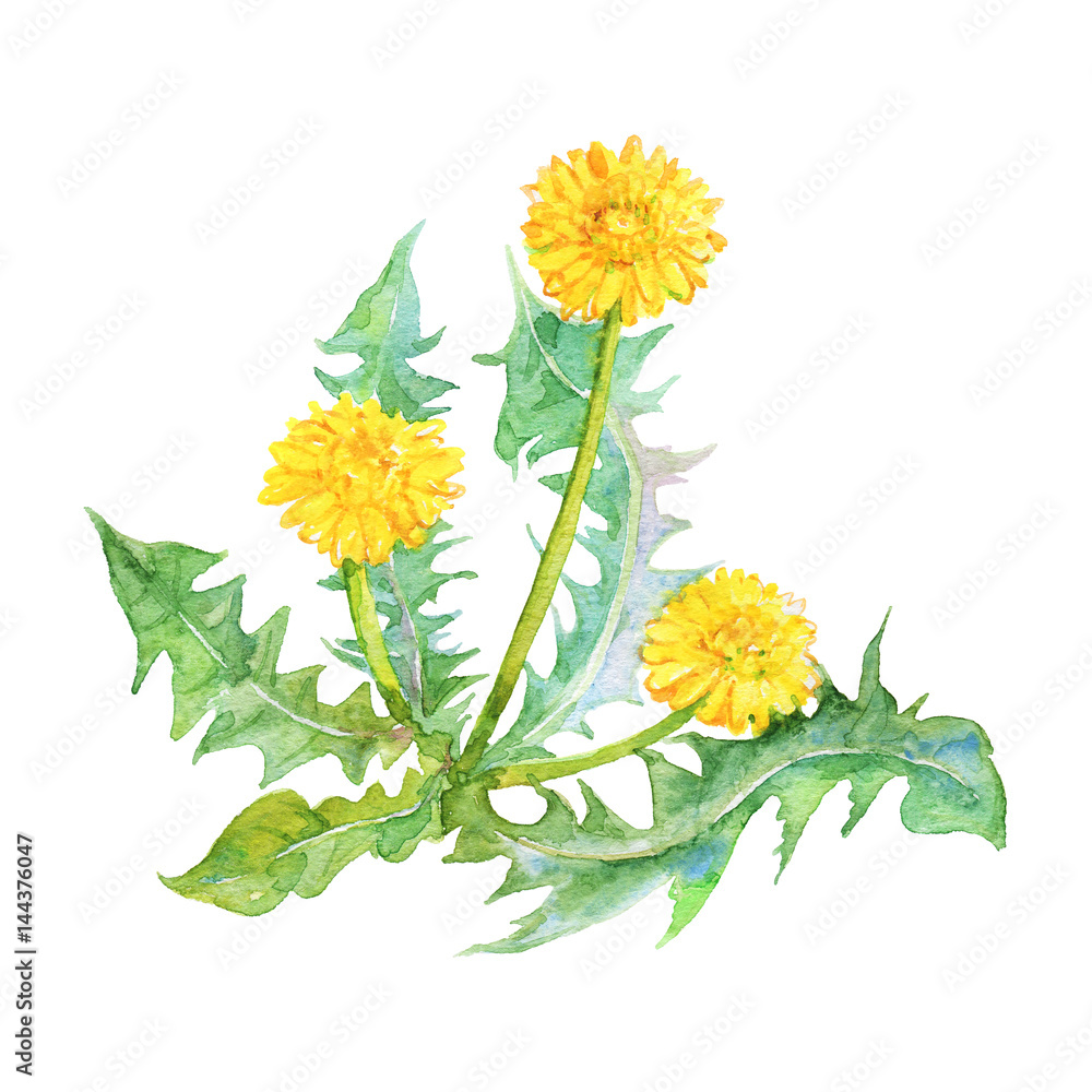 Yellow Dandelion Painting