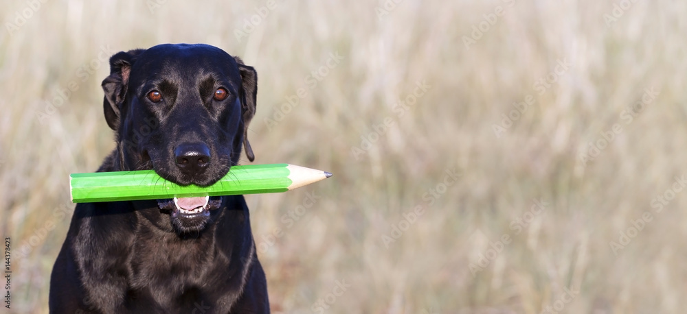 Funny smiling Labrador Retriever puppy dog banner Stock Photo | Adobe Stock