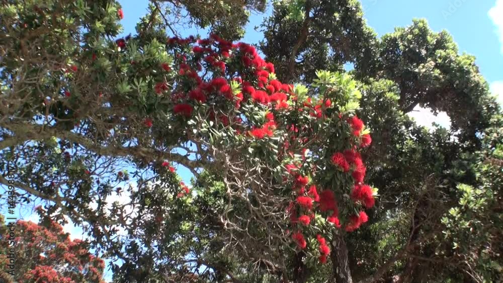 Amazing beautiful tree with red flowers in New Zealand. Scenic peaks ...
