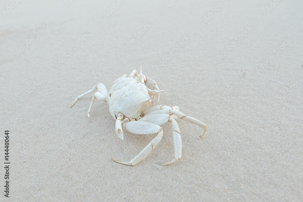 Crab Skeleton
