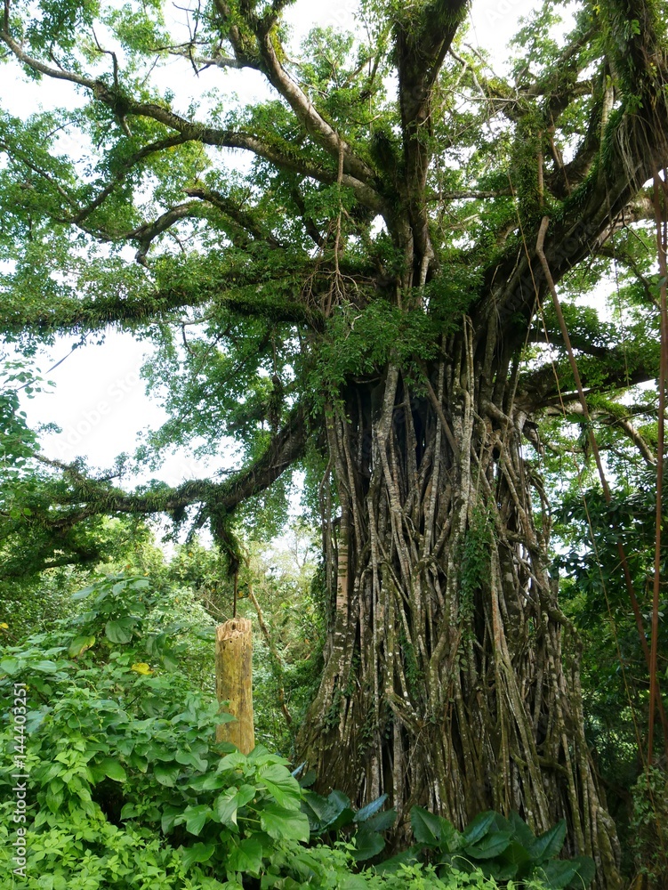 Giant fig tree, Rota A giant fig tree beside the road in the southern ...