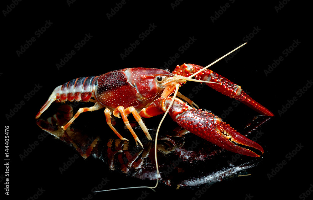 Procambarus Clarkii Ghost