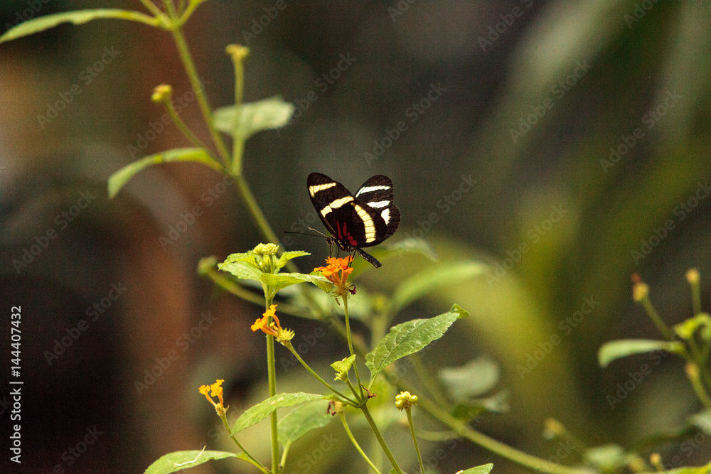 Pink rose swallowtail butterfly, Pachliopta kotzebuea Stock Photo ...