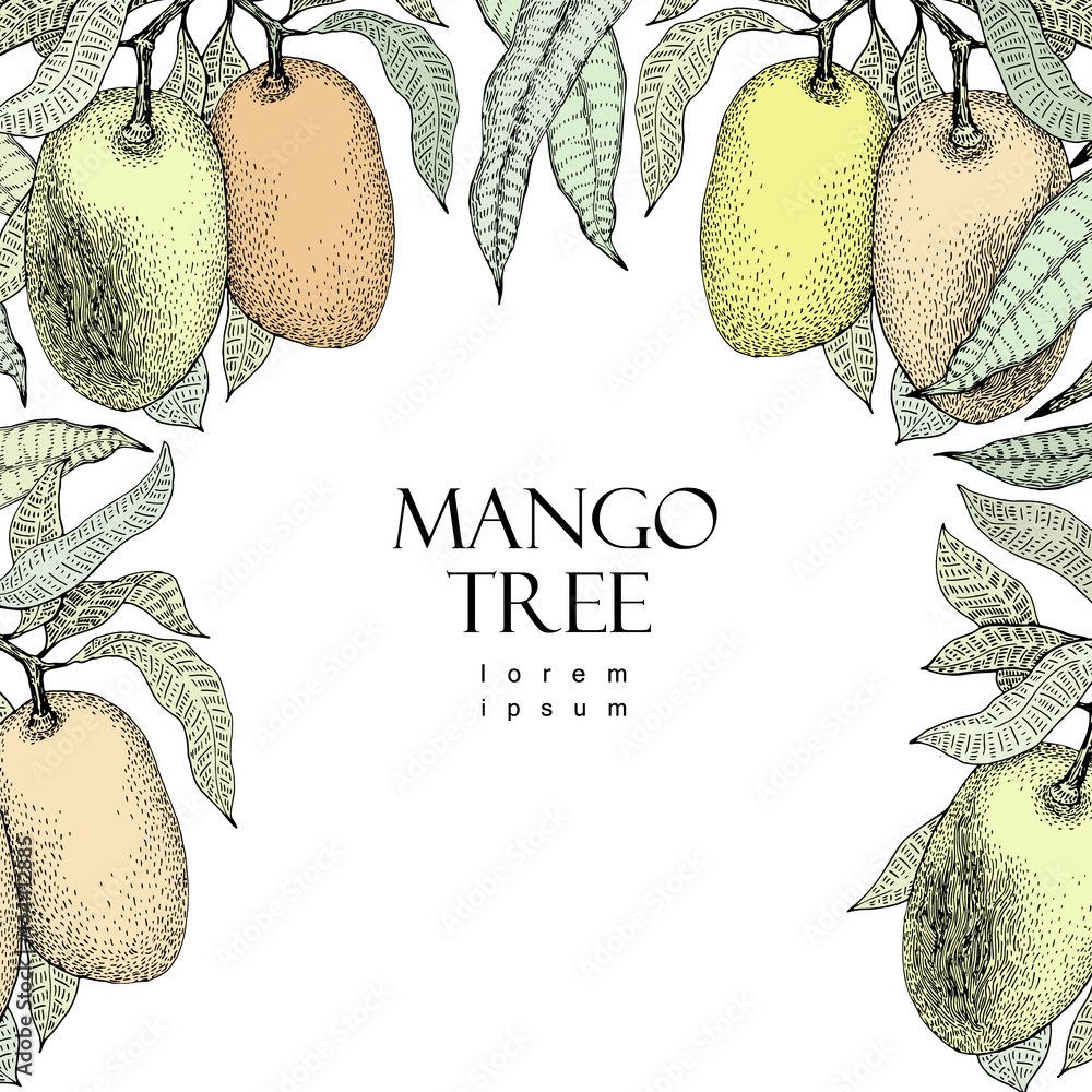 Mango tree vintage design template. Botanical mango fruit frame ...