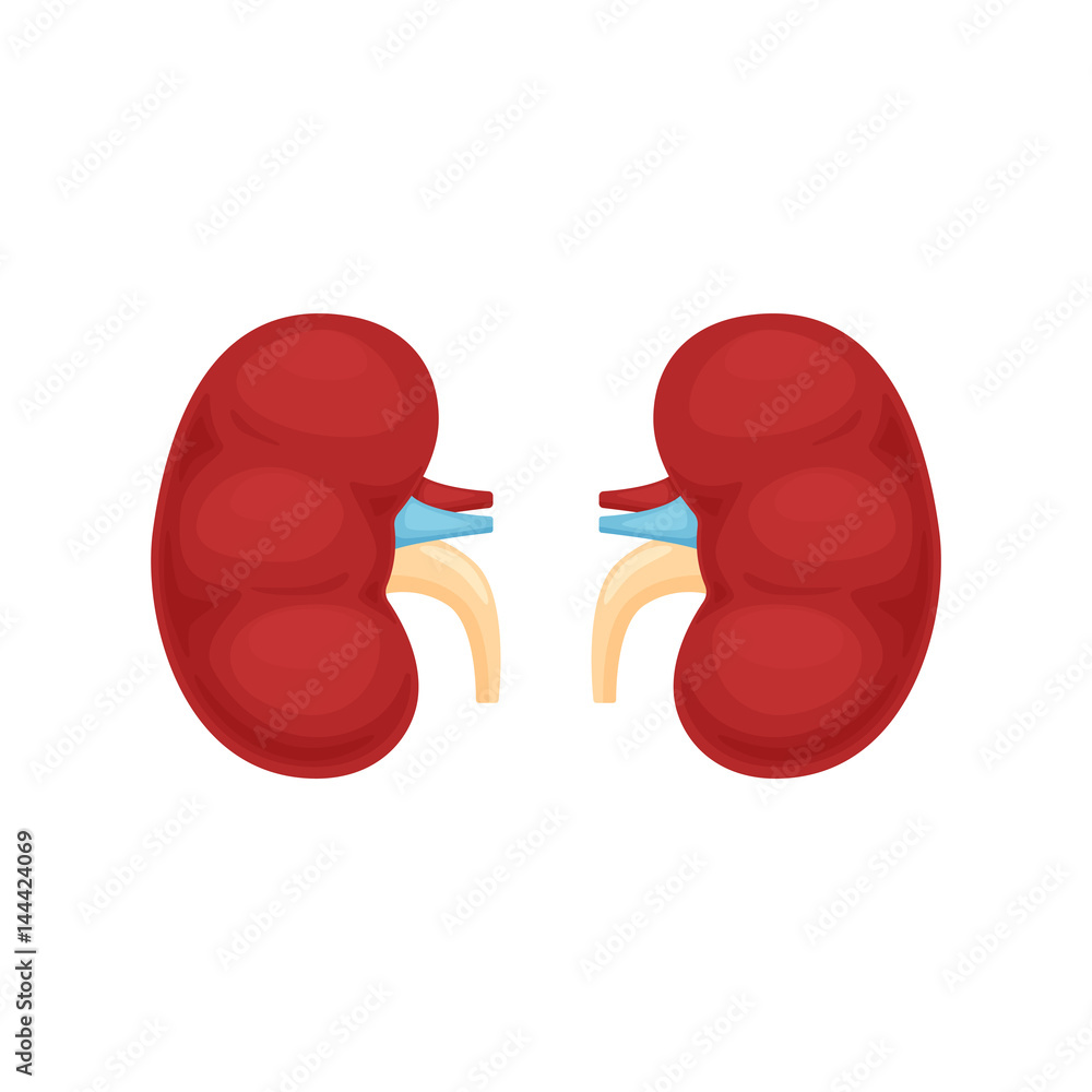 Human kidney anatomy vector illustration Stock Vector | Adobe Stock