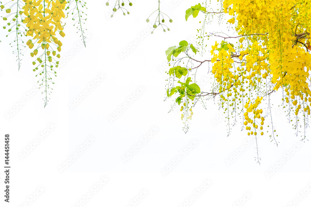 Golden shower flowers , Cassia fistulosa tree flowers , summer flowers in songkran, festival in ...