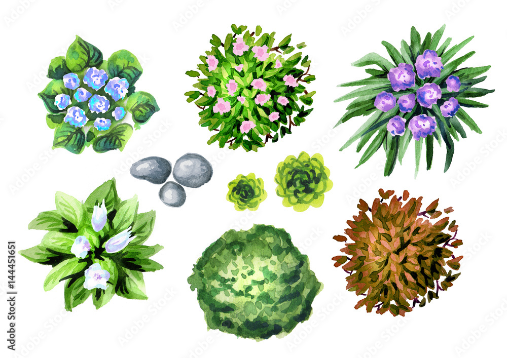 Garden flowers top view set. Watercolor Stock Illustration | Adobe Stock