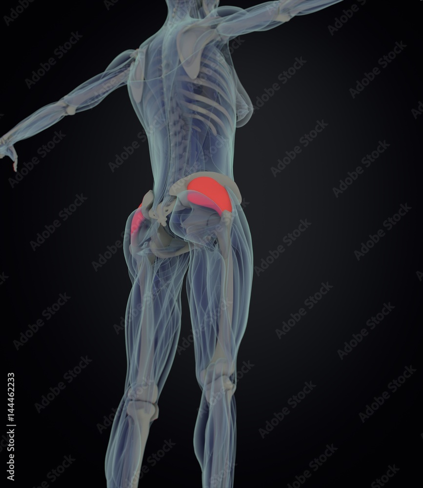 Tensor Fascia Latae. Female anatomy hip muscle. 3d illustration Stock ...