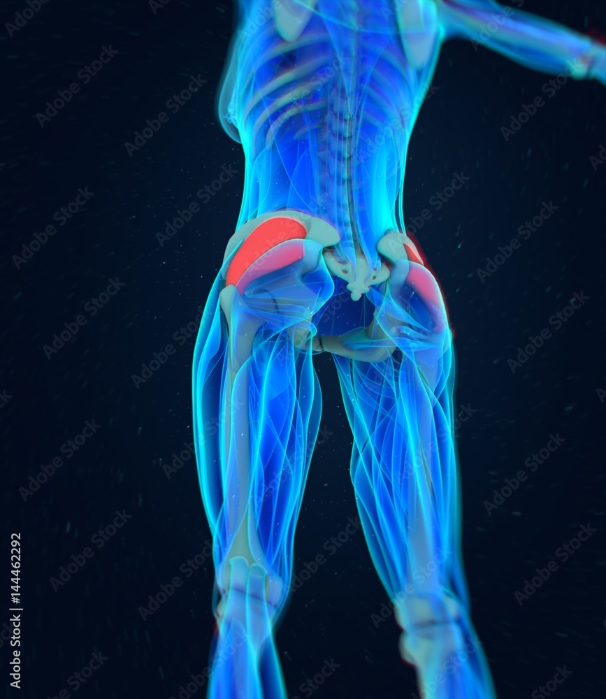 Tensor Fascia Latae. Female anatomy hip muscle. 3d illustration Stock ...