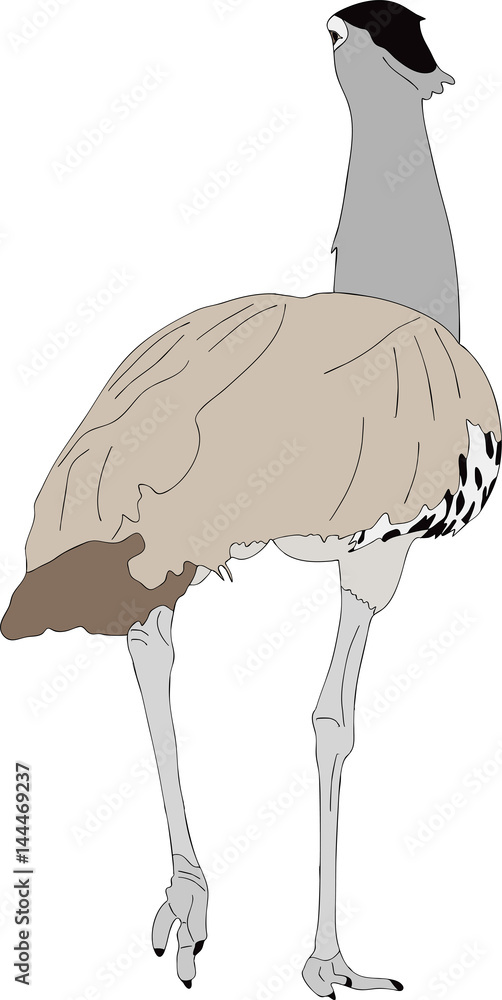 Portrait of a wild kori bustard - colored hand drawn vector ...