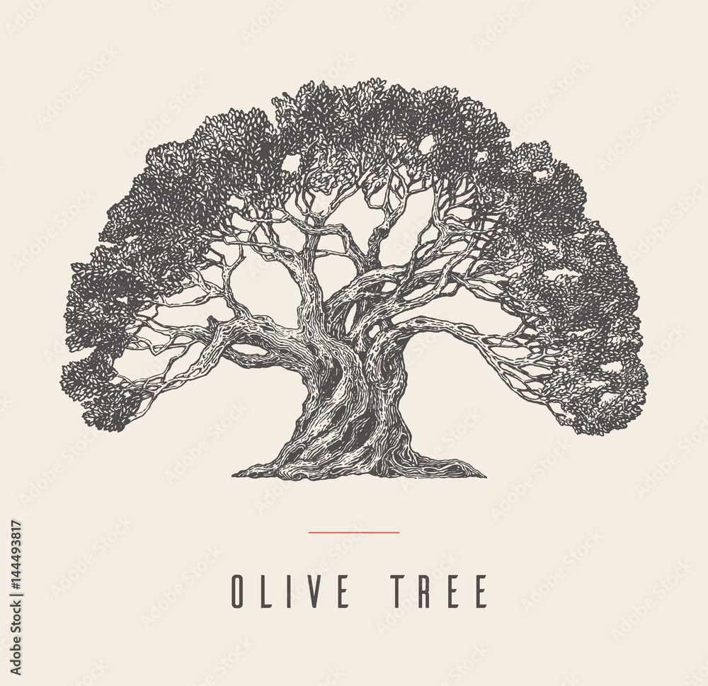 Drawn vector illustration olive tree label oil Stock Vector | Adobe Stock