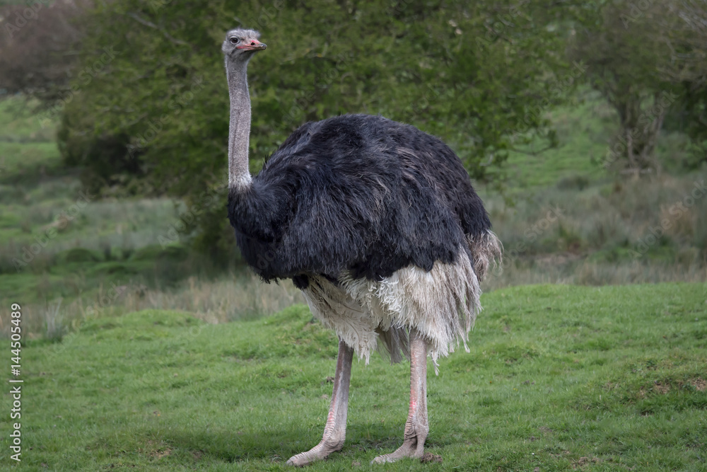 Ostriches Standing