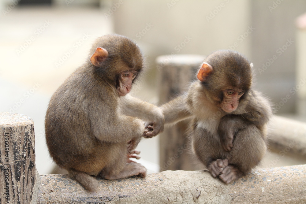 wild Japanese baby monkey in Beppu, Oita, Japan Stock Photo | Adobe Stock