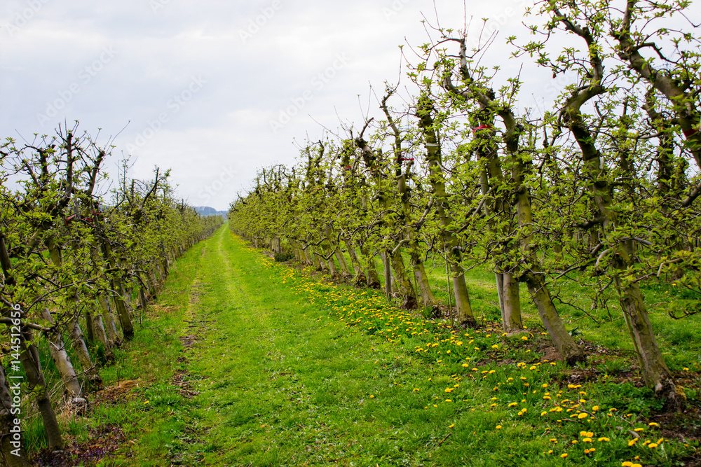 Apfelplantage Altes Land Stock Photo | Adobe Stock